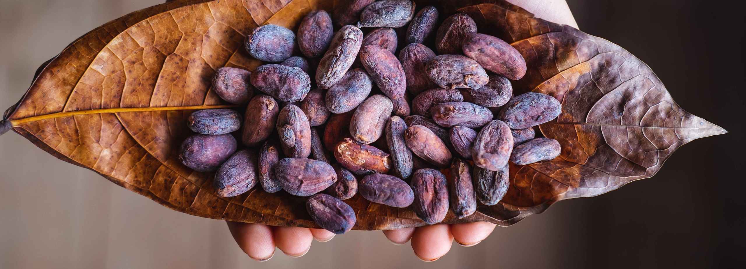 Child Labor in Cocoa Supply Chains: Unveiling the Layers of Human ...